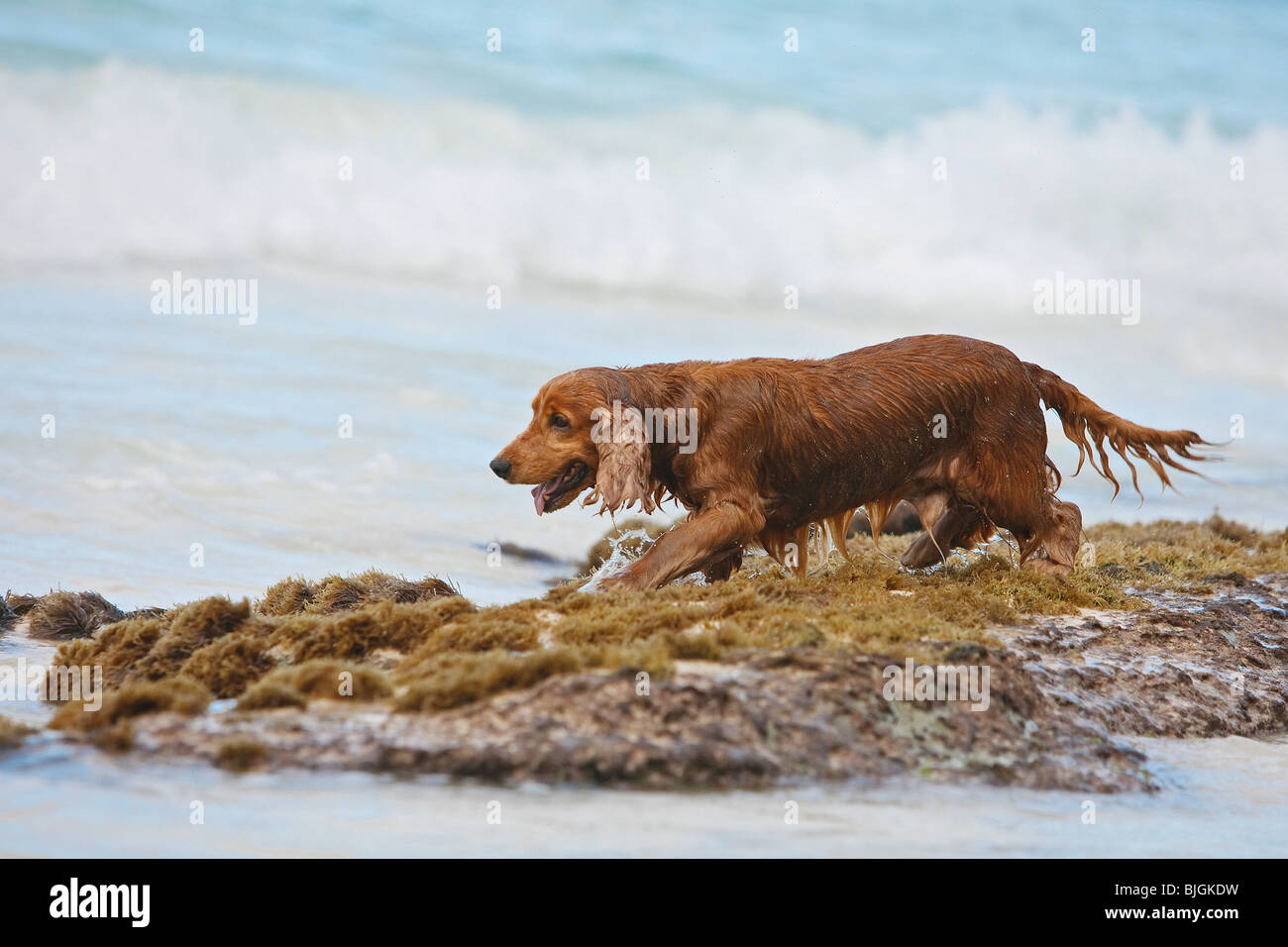 wet Cocker Spaniel dog shore Stock Photo - Alamy