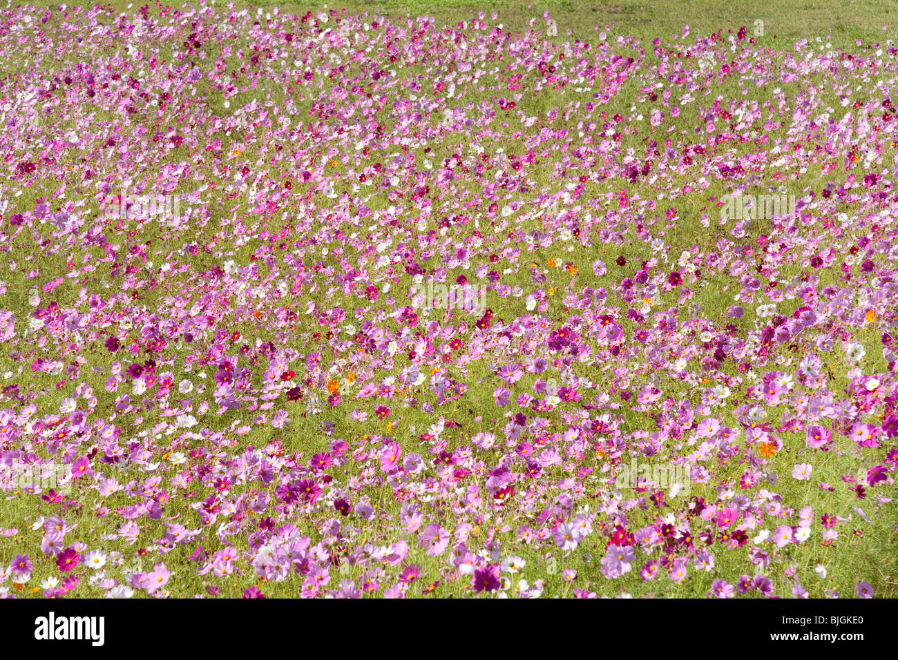 Field of pink cosmos flowers Stock Photo - Alamy