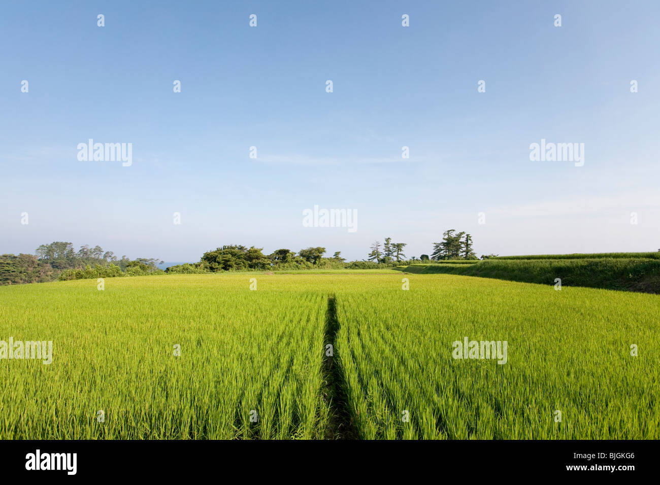 Abundant rice fields hi-res stock photography and images - Alamy
