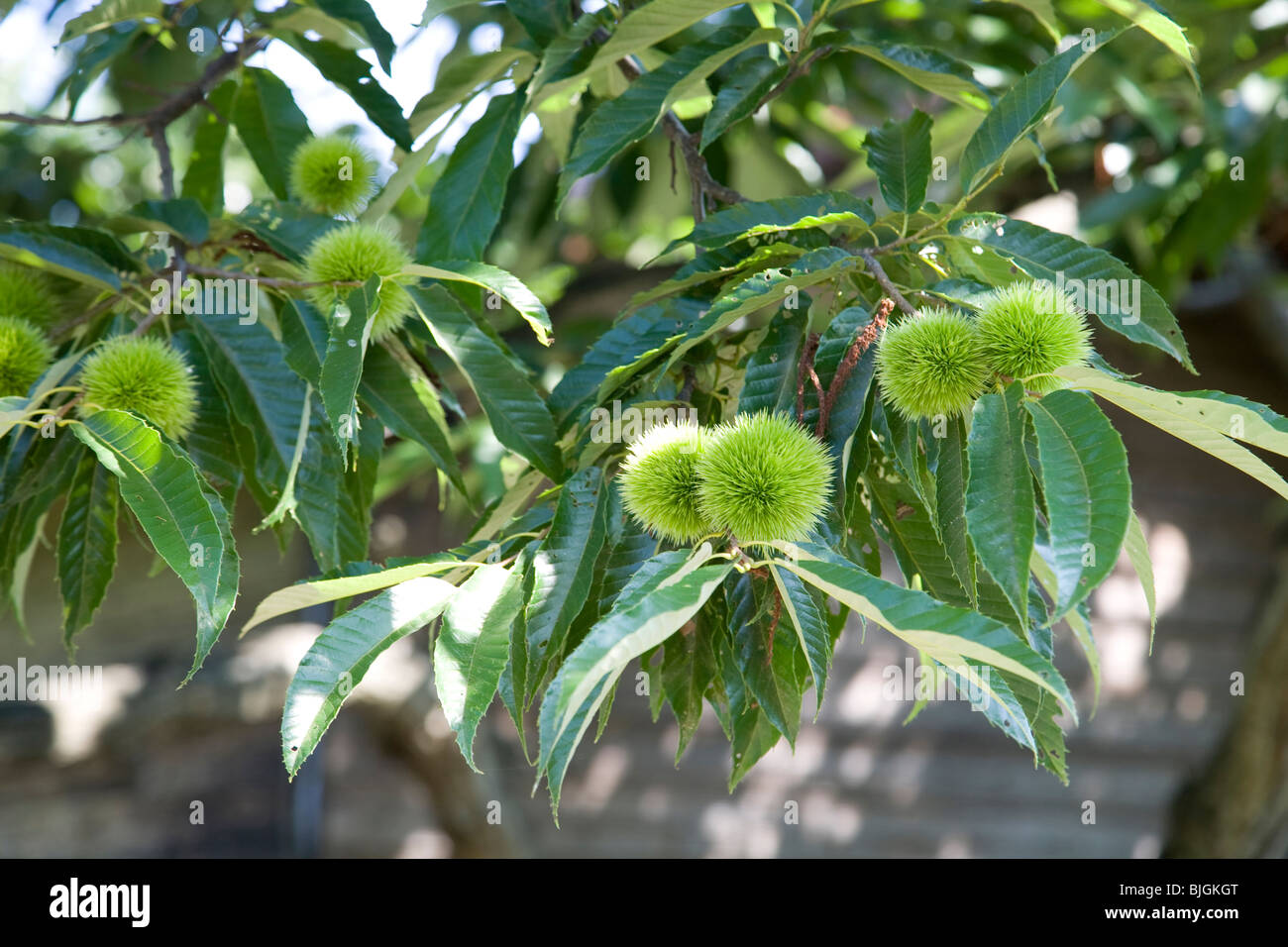 Chestnuts tree bough hi-res stock photography and images - Alamy