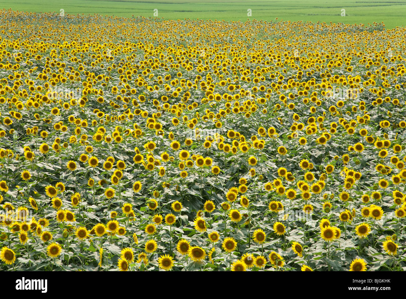 Field of yellow sunflowers Stock Photo - Alamy