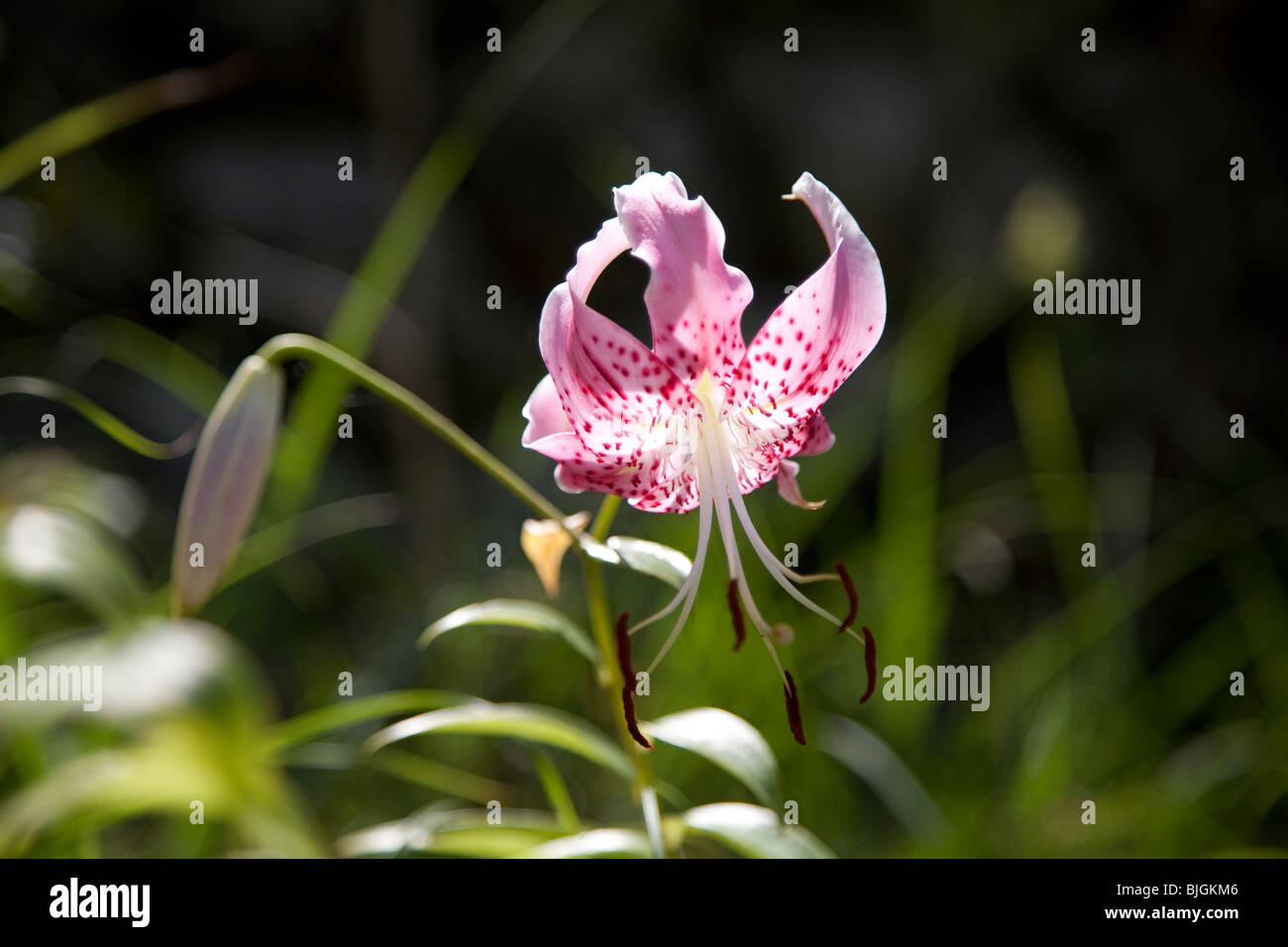 Close-up of pink lily Stock Photo - Alamy