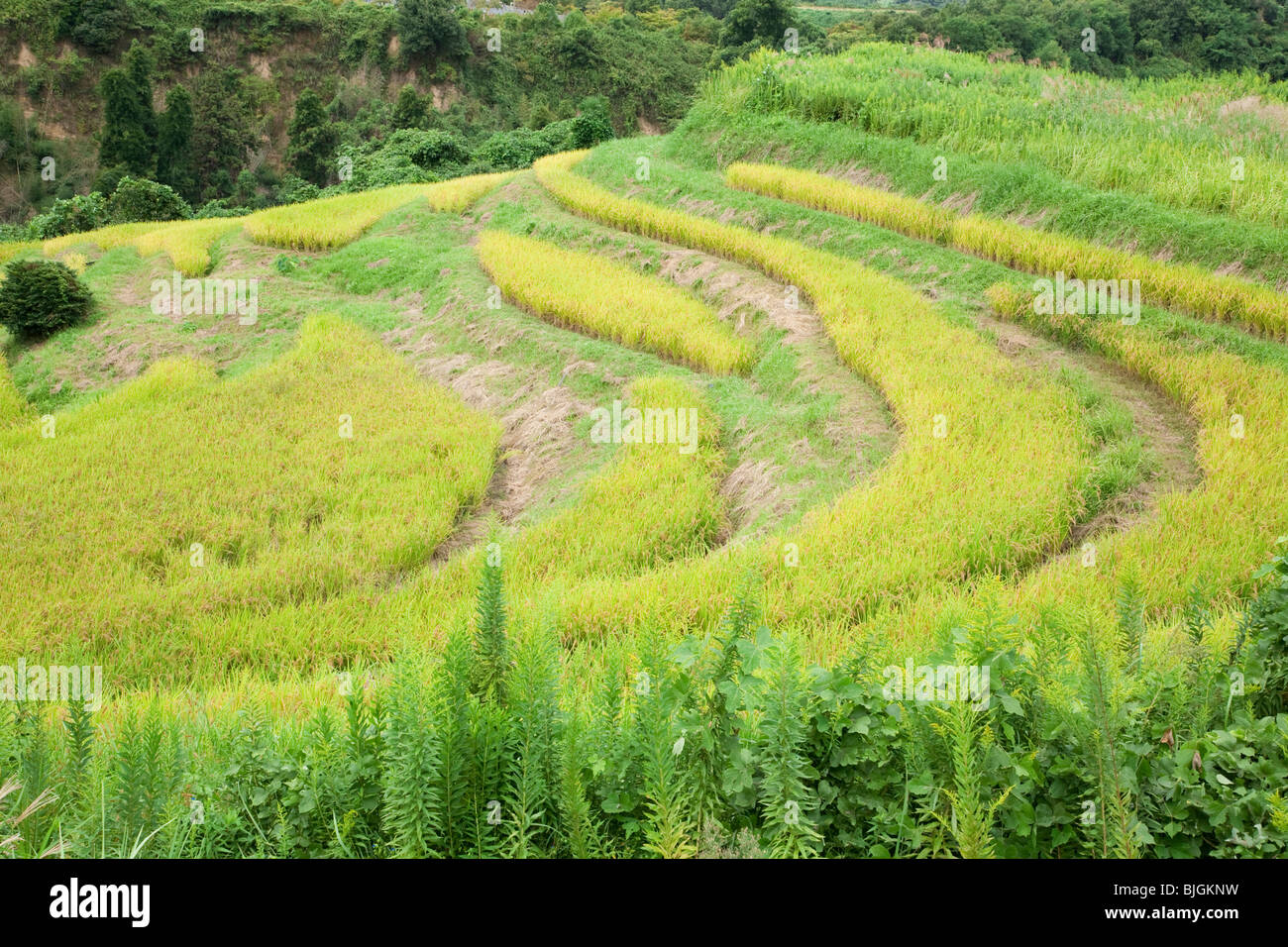 Terraced rice field Stock Photo - Alamy
