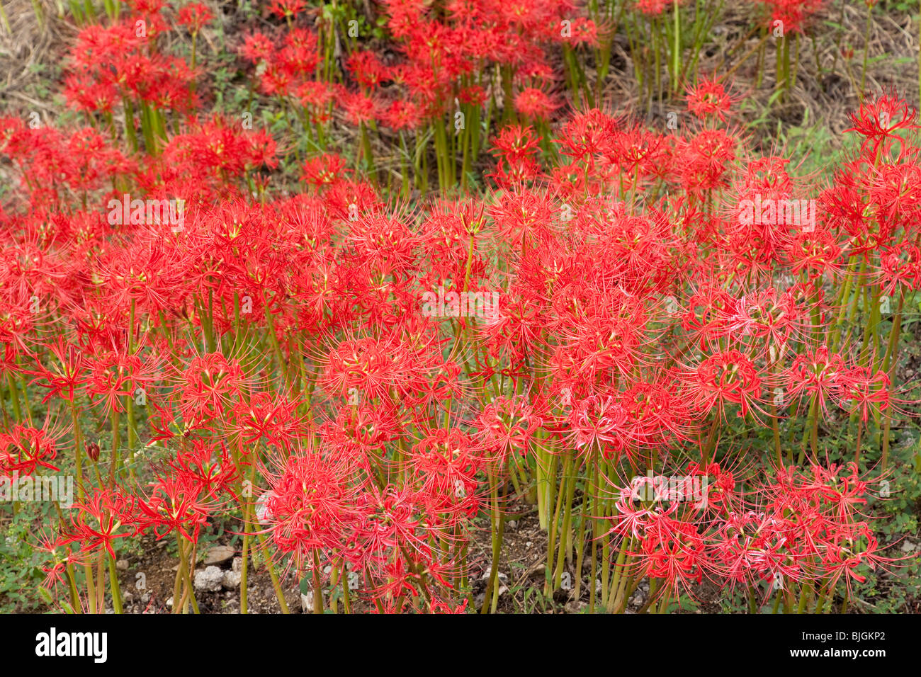 Red cluster amaryllis Stock Photo - Alamy