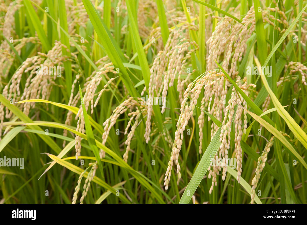 Ear of rice Stock Photo - Alamy