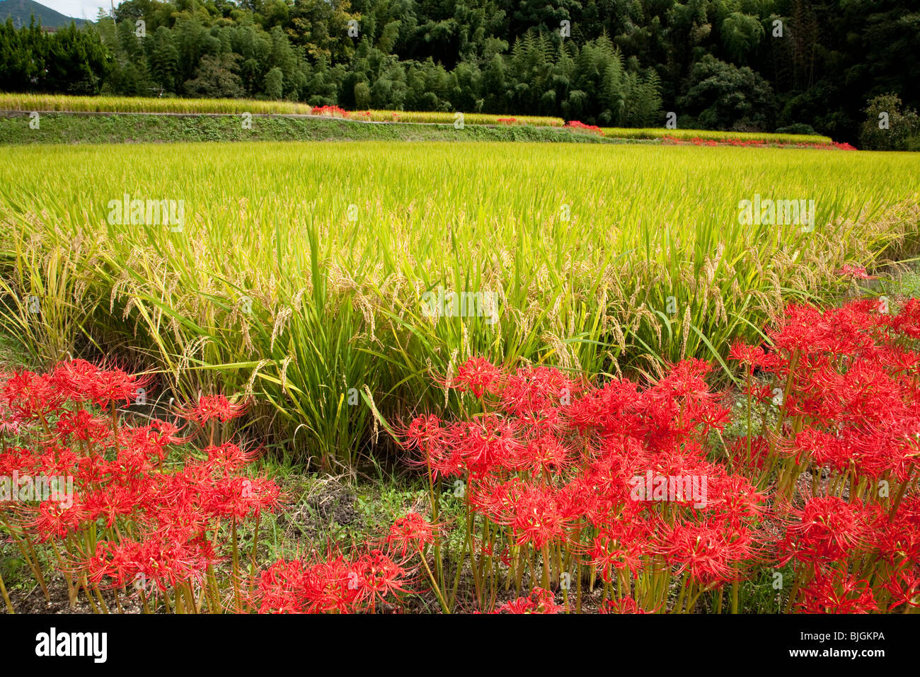 Red cluster amaryllis and a paddy field Stock Photo - Alamy