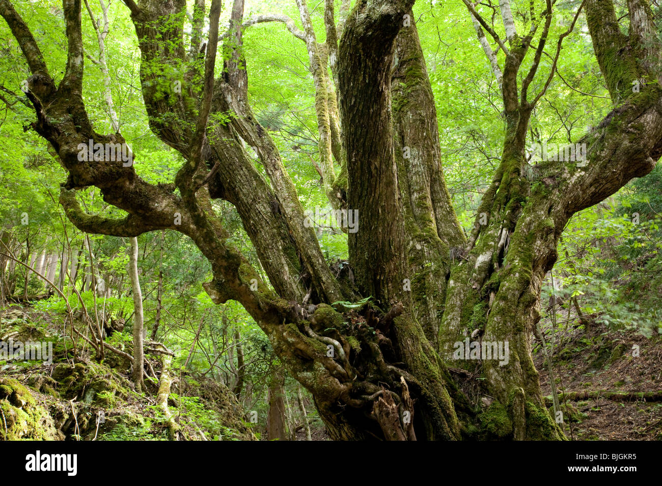 Old tanba hi-res stock photography and images - Alamy
