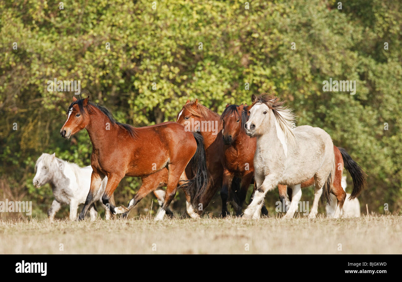 Welsh ponys hi-res stock photography and images - Alamy