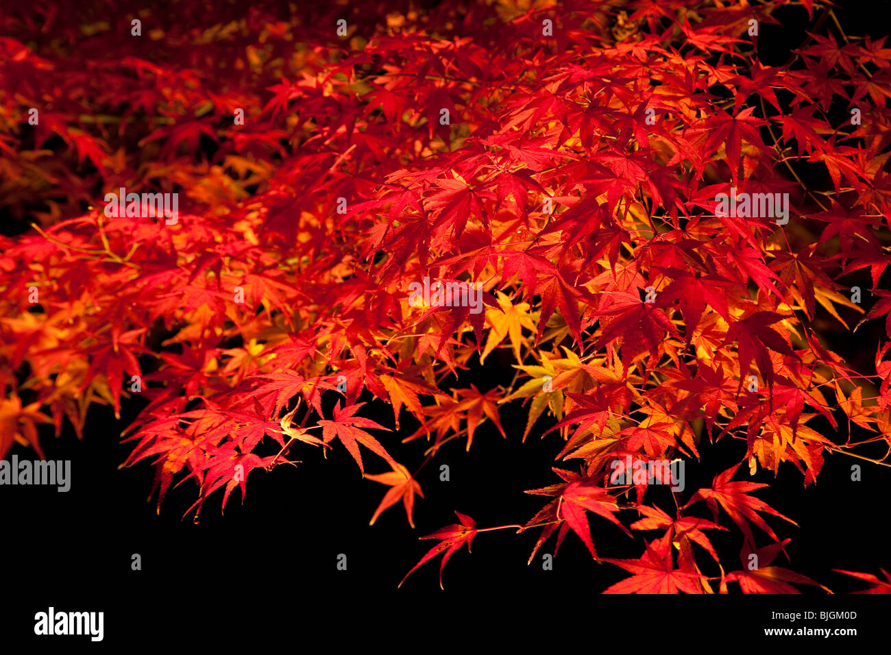 Japanese red leafed maple hi-res stock photography and images - Alamy