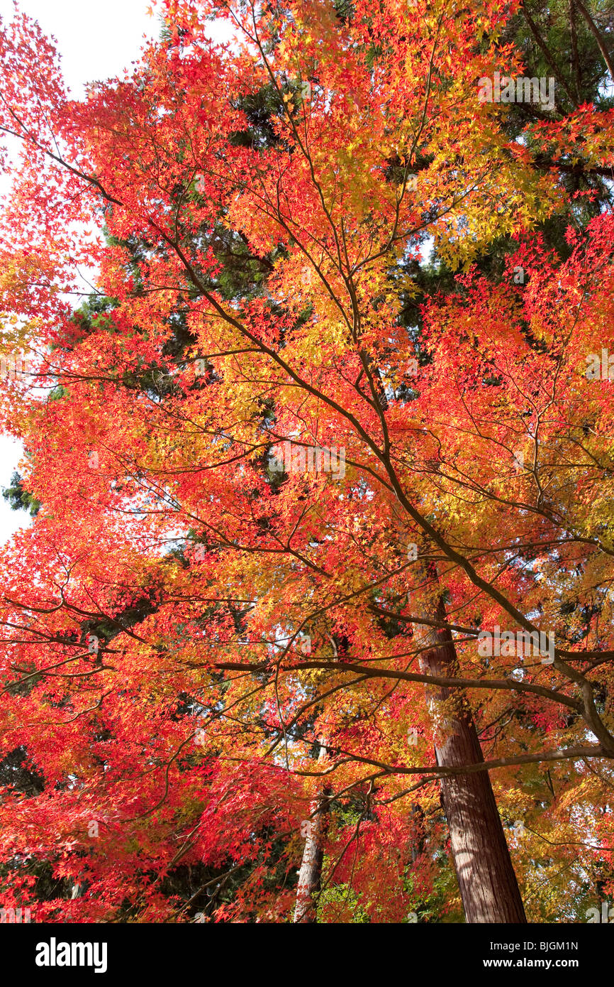 Forest with red and yellow autumnal leaves Stock Photo - Alamy