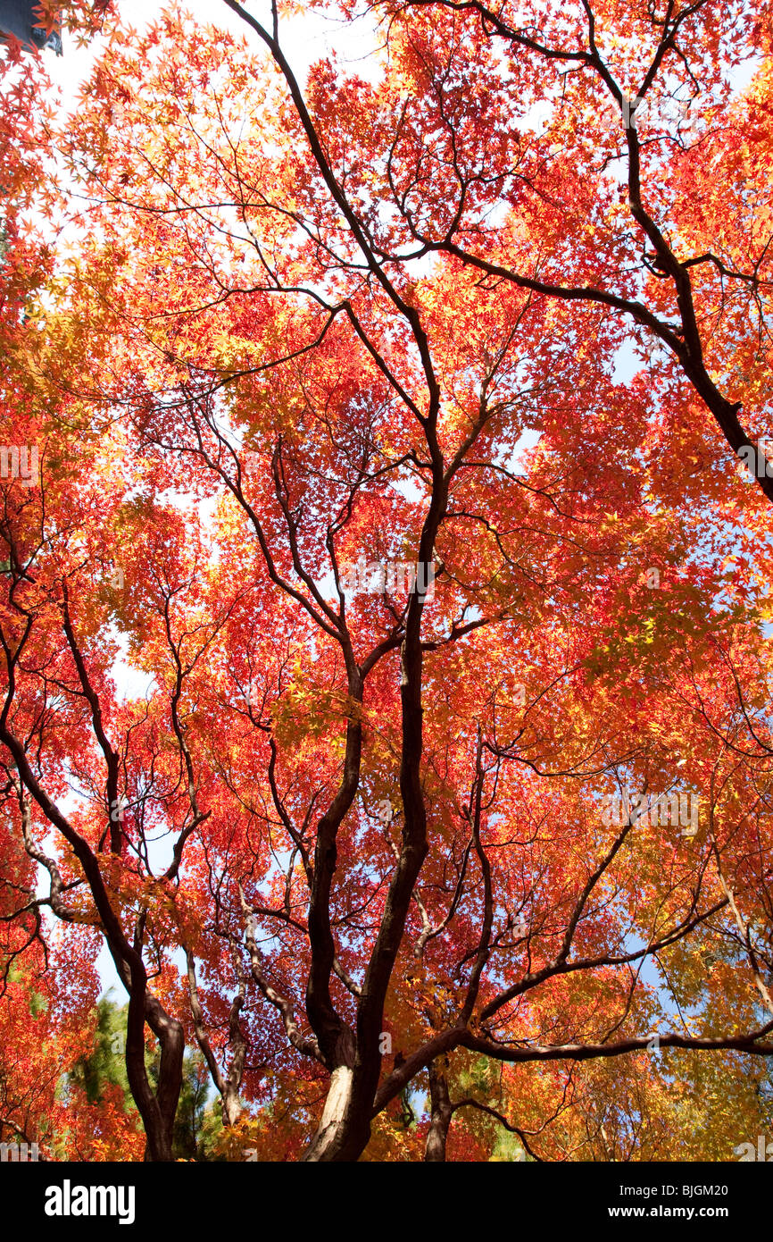 Trees with red and yellow autumnal leaves Stock Photo - Alamy