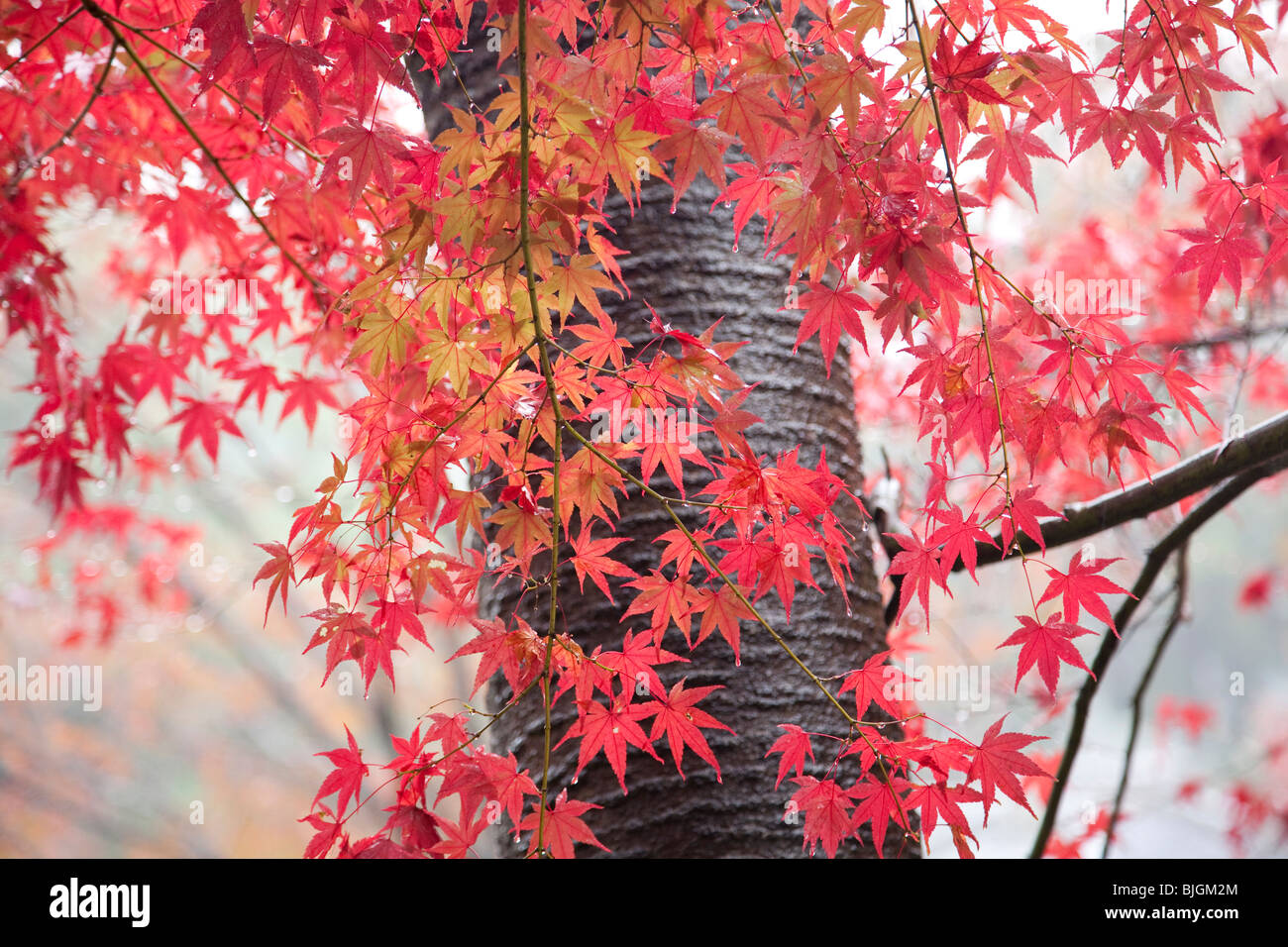 Japanese red leafed maple hi-res stock photography and images - Alamy