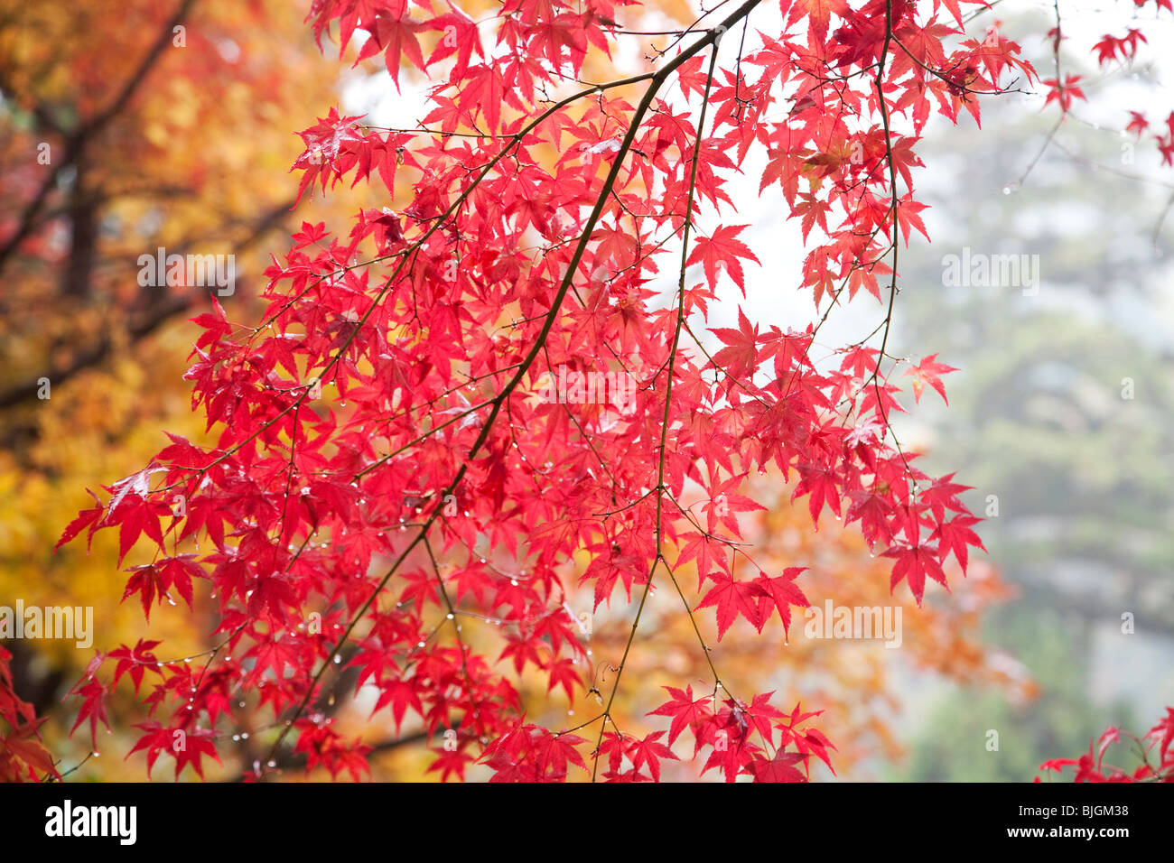 Japanese red leafed maple hi-res stock photography and images - Alamy