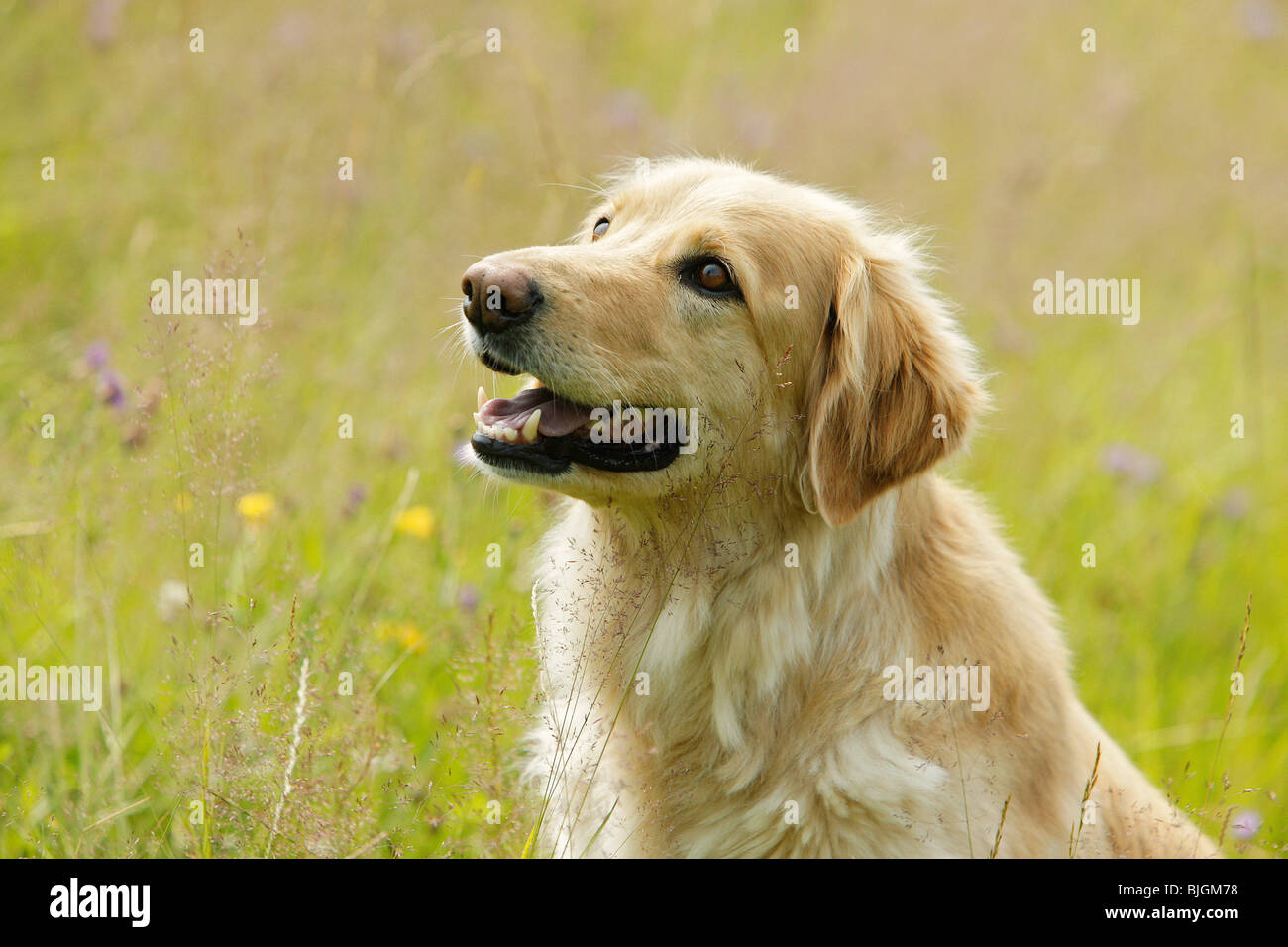 Hovawart dog portrait Stock Photo - Alamy