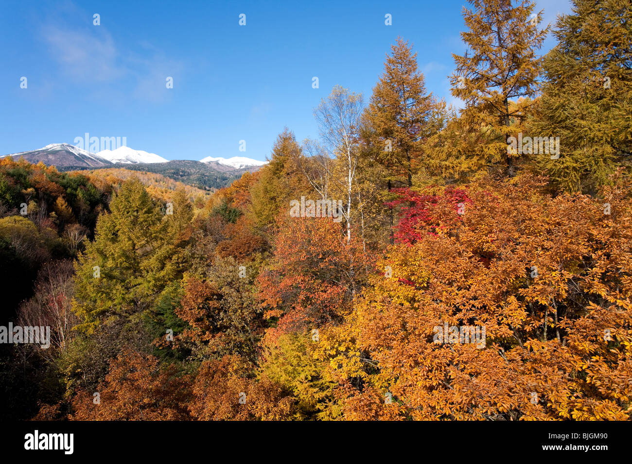Forest during autumn. Mt. Norikura, Nagano Prefecture, Japan Stock ...