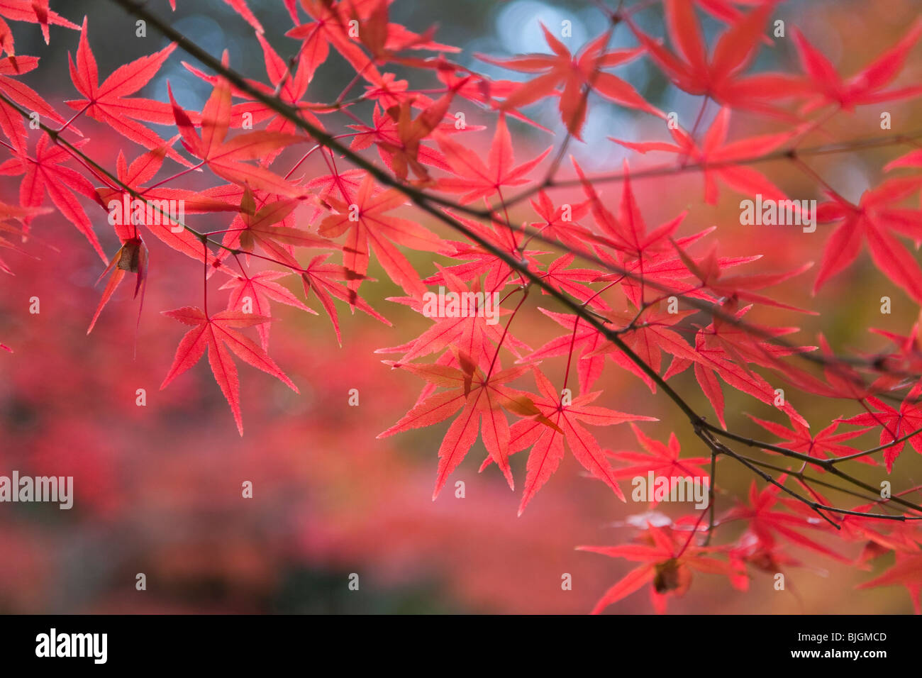 Japanese red leafed maple hi-res stock photography and images - Alamy