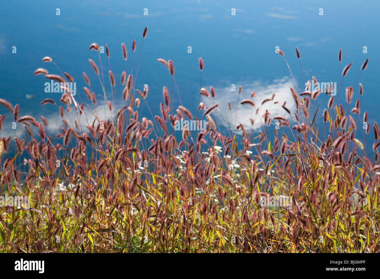 Bristle grass hi-res stock photography and images - Alamy