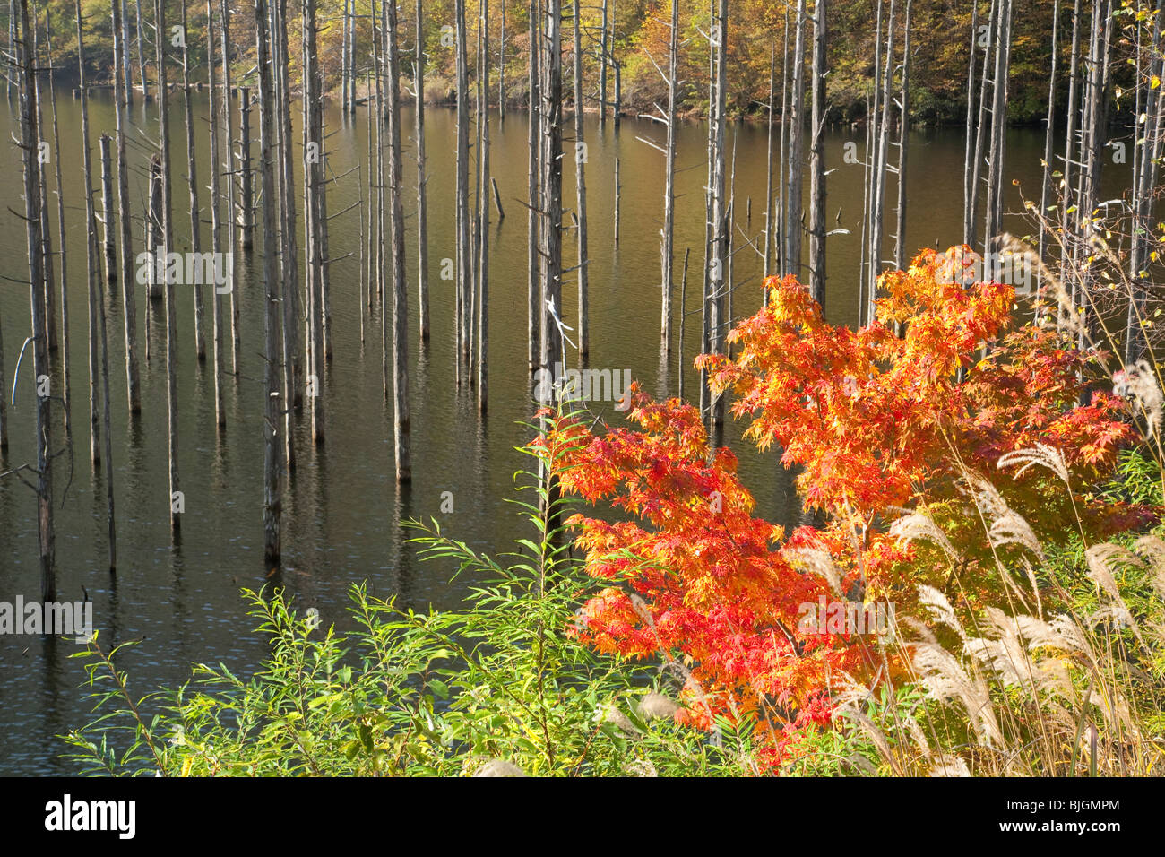 Tranquil autumn forest scene Stock Photo - Alamy