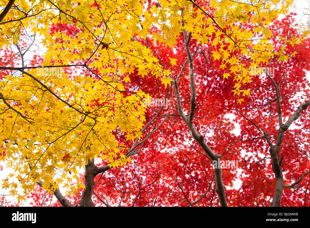 Red yellow leaves japanese hi-res stock photography and images - Alamy