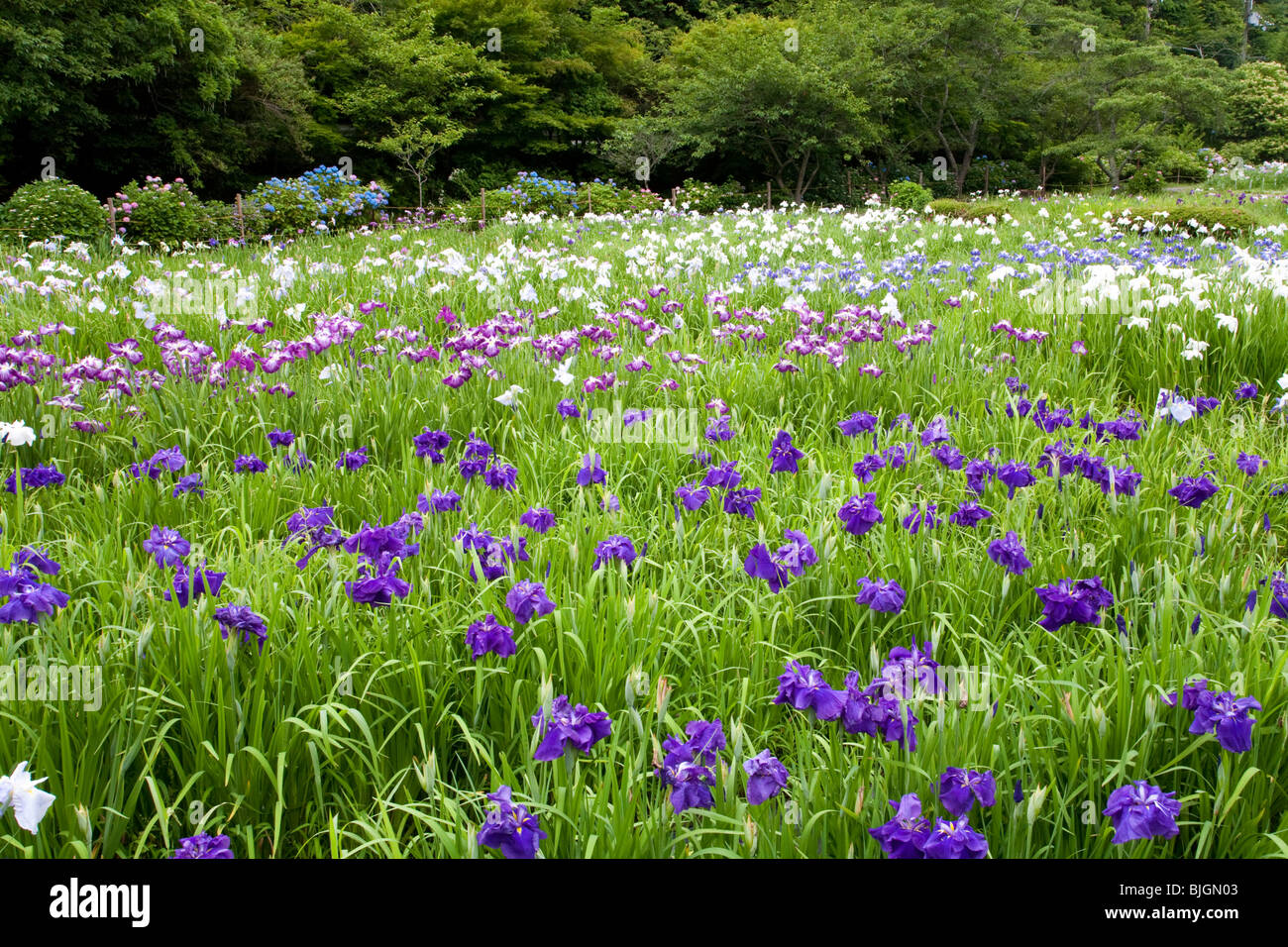 Field of purple rabbitear iris flowers Stock Photo - Alamy