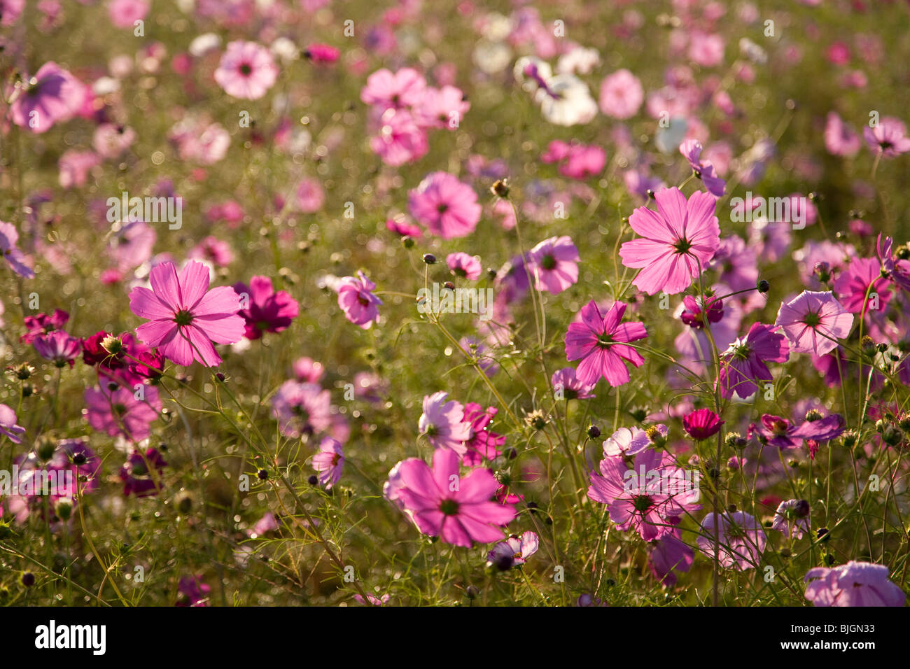 Field of pink cosmos flowers Stock Photo - Alamy