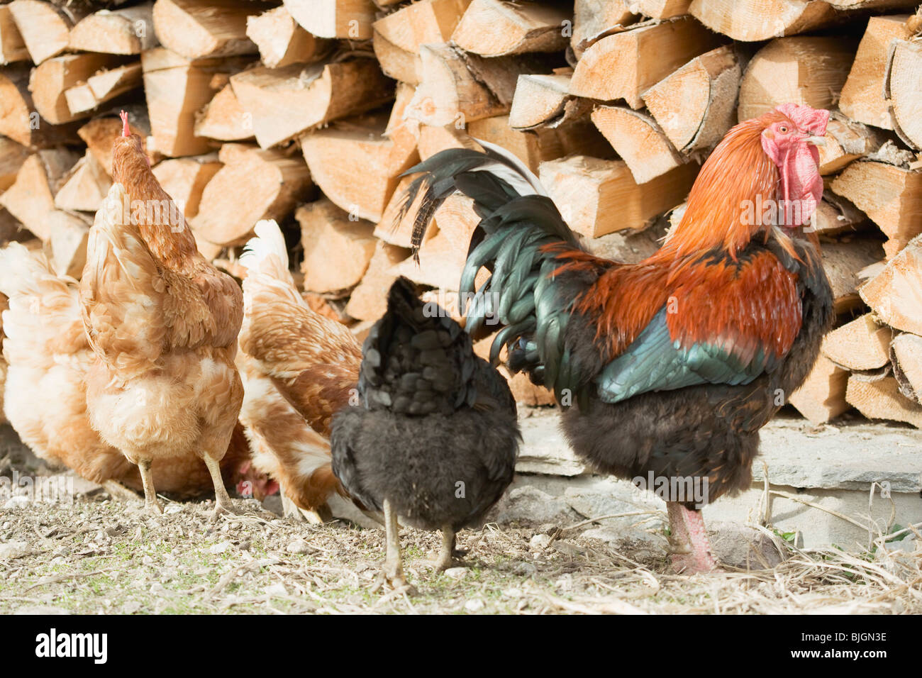 Freerange hens hi-res stock photography and images - Alamy