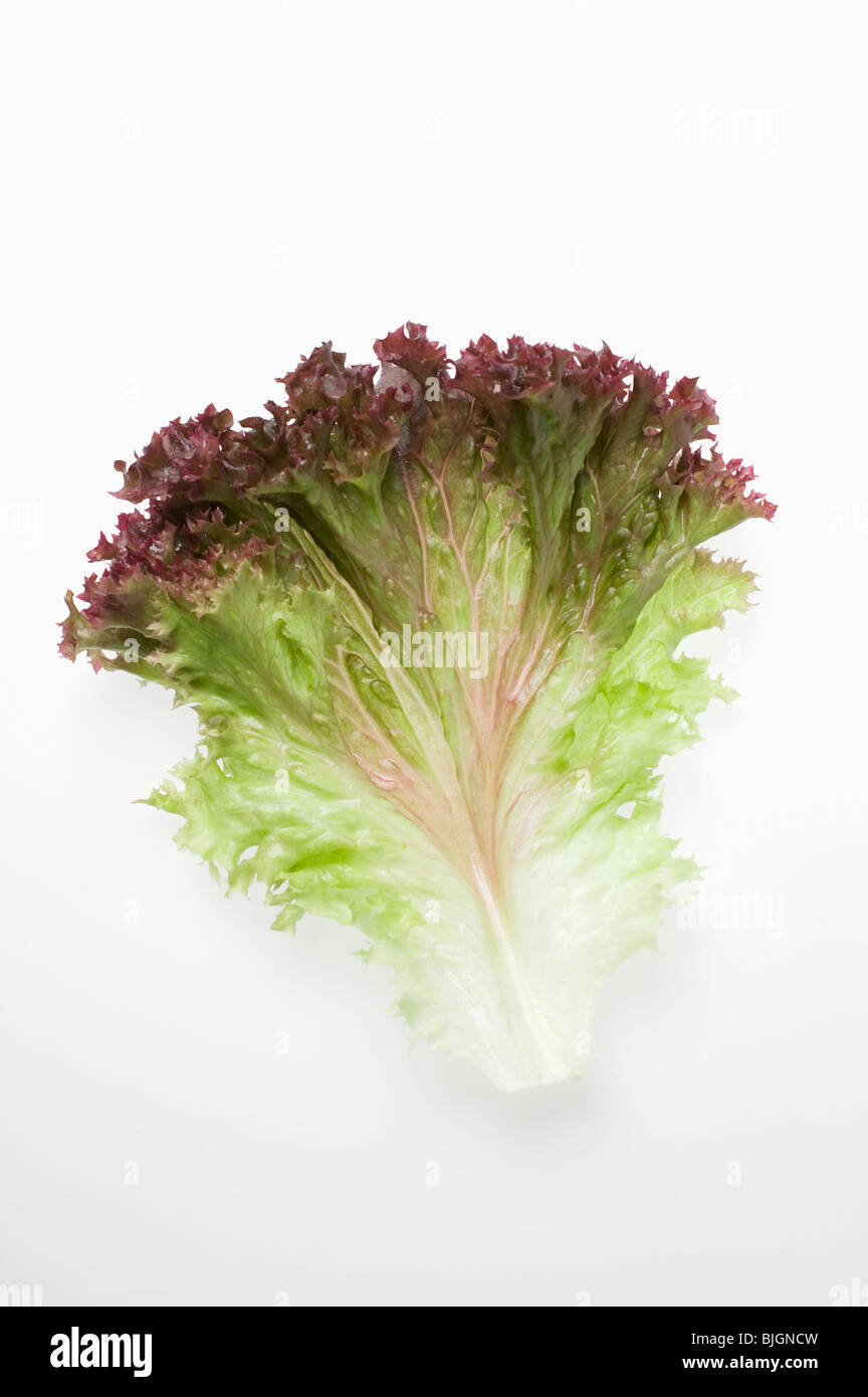 Lettuce Lollo Biondo High Resolution Stock Photography and Images - Alamy