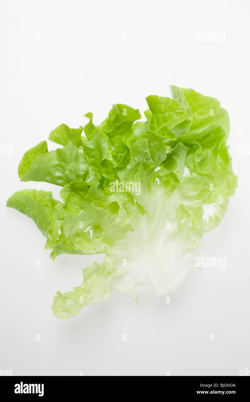A lettuce leaf Stock Photo - Alamy