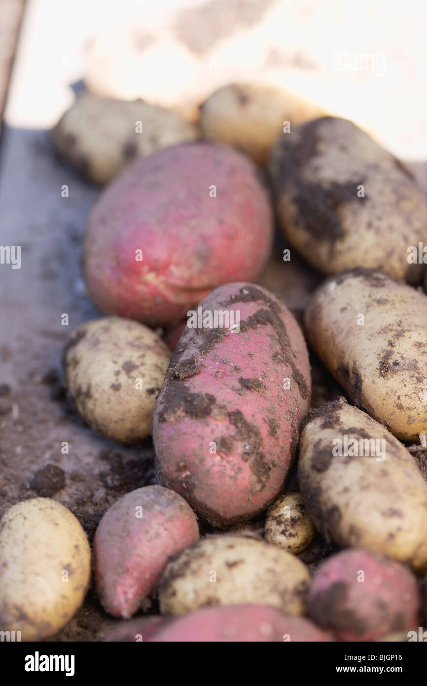 Freshly dug potatoes Stock Photo - Alamy