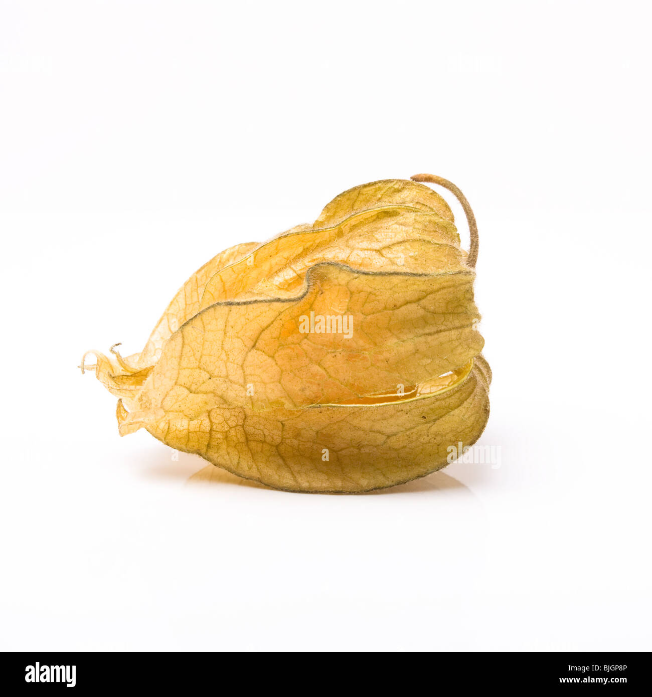Single Physalis also known as chinese lantern isolated against white ...