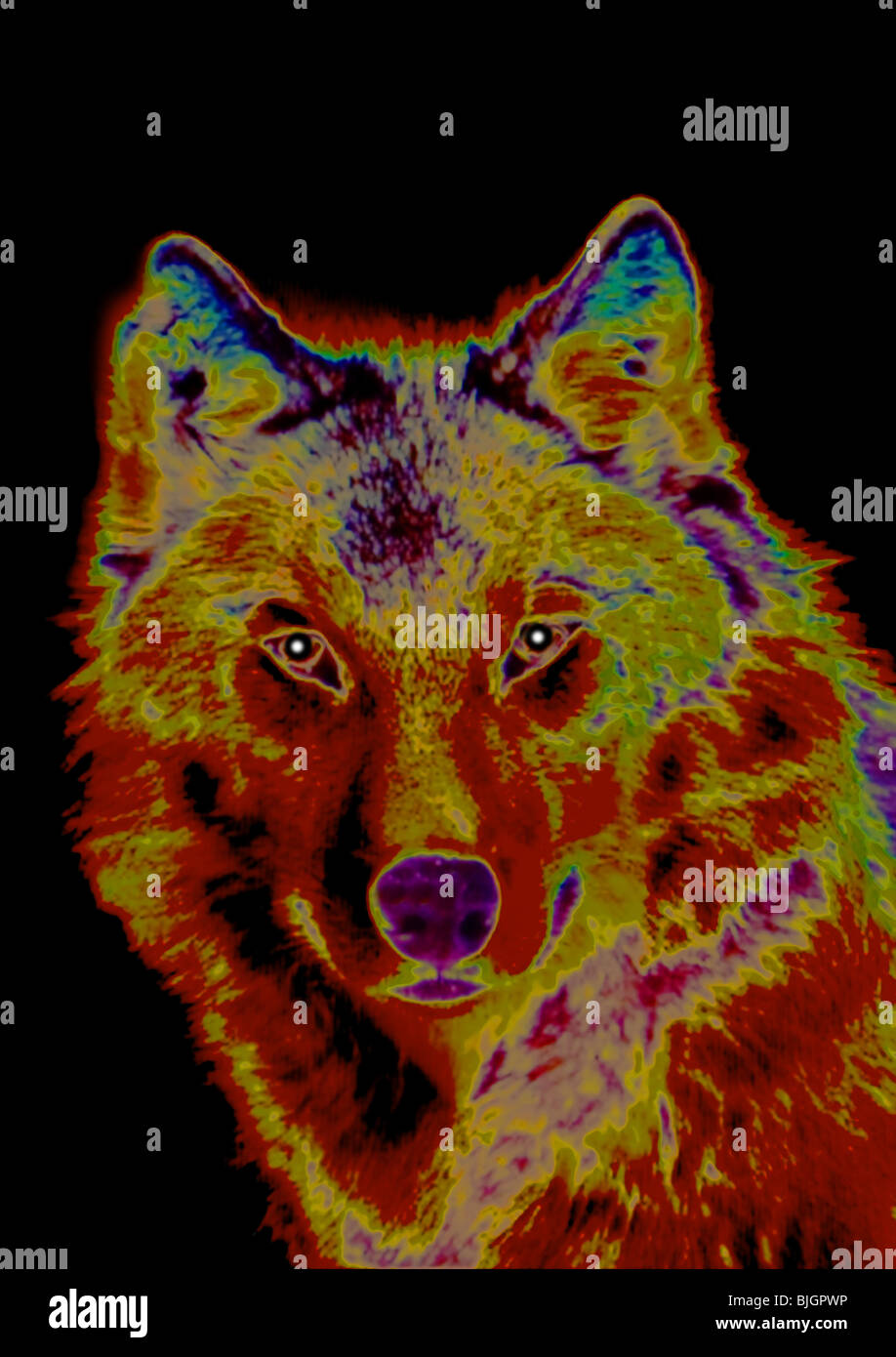 Fierce animals hi-res stock photography and images - Alamy