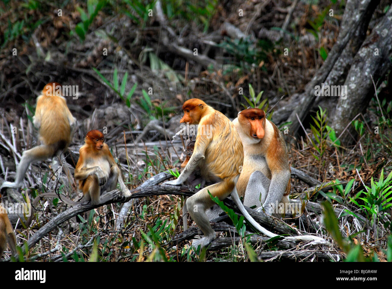 Proboscis monkey troupe with blue baby,Sabah,Borneo Stock Photo - Alamy