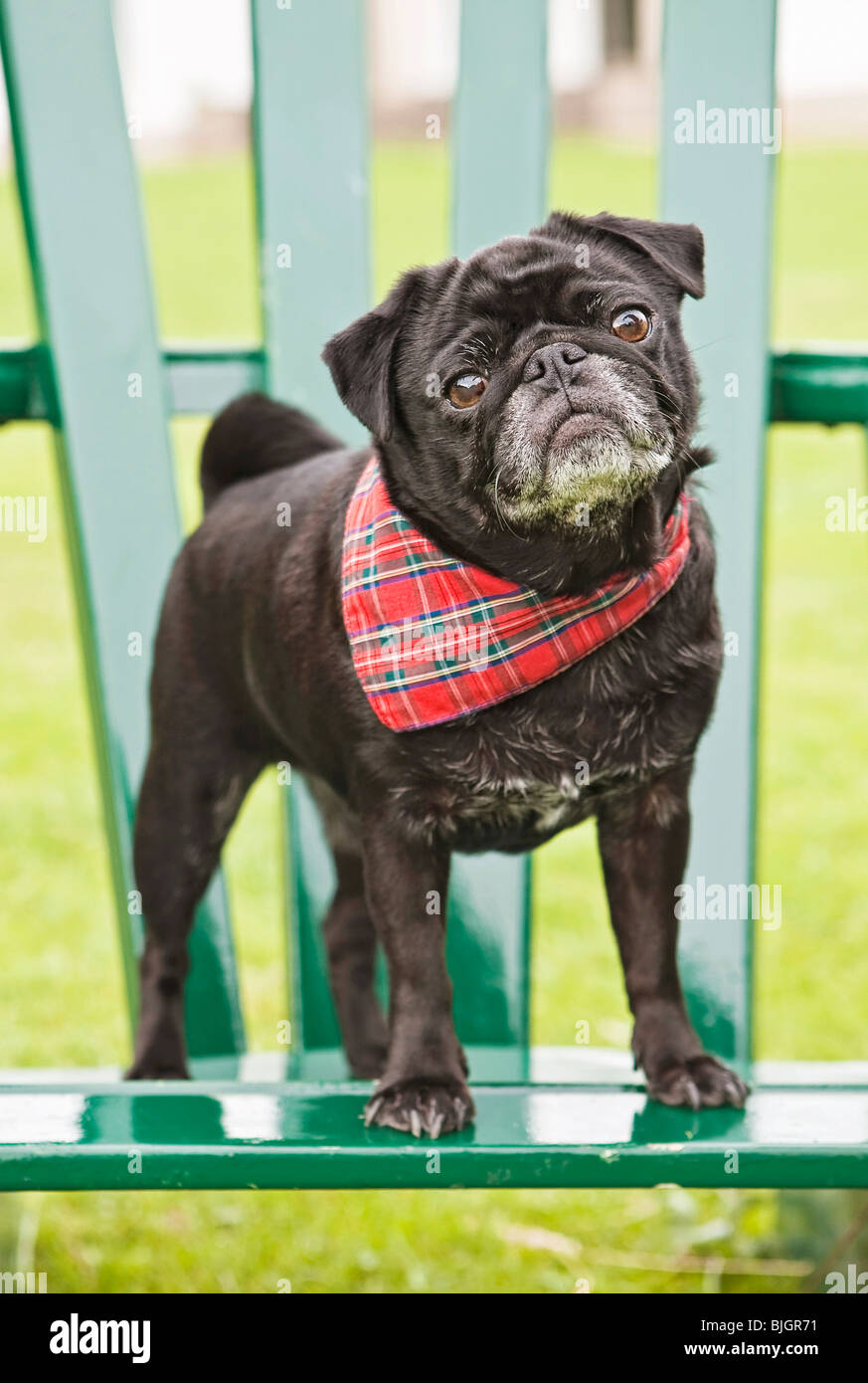 pug dog standing chair Stock Photo - Alamy