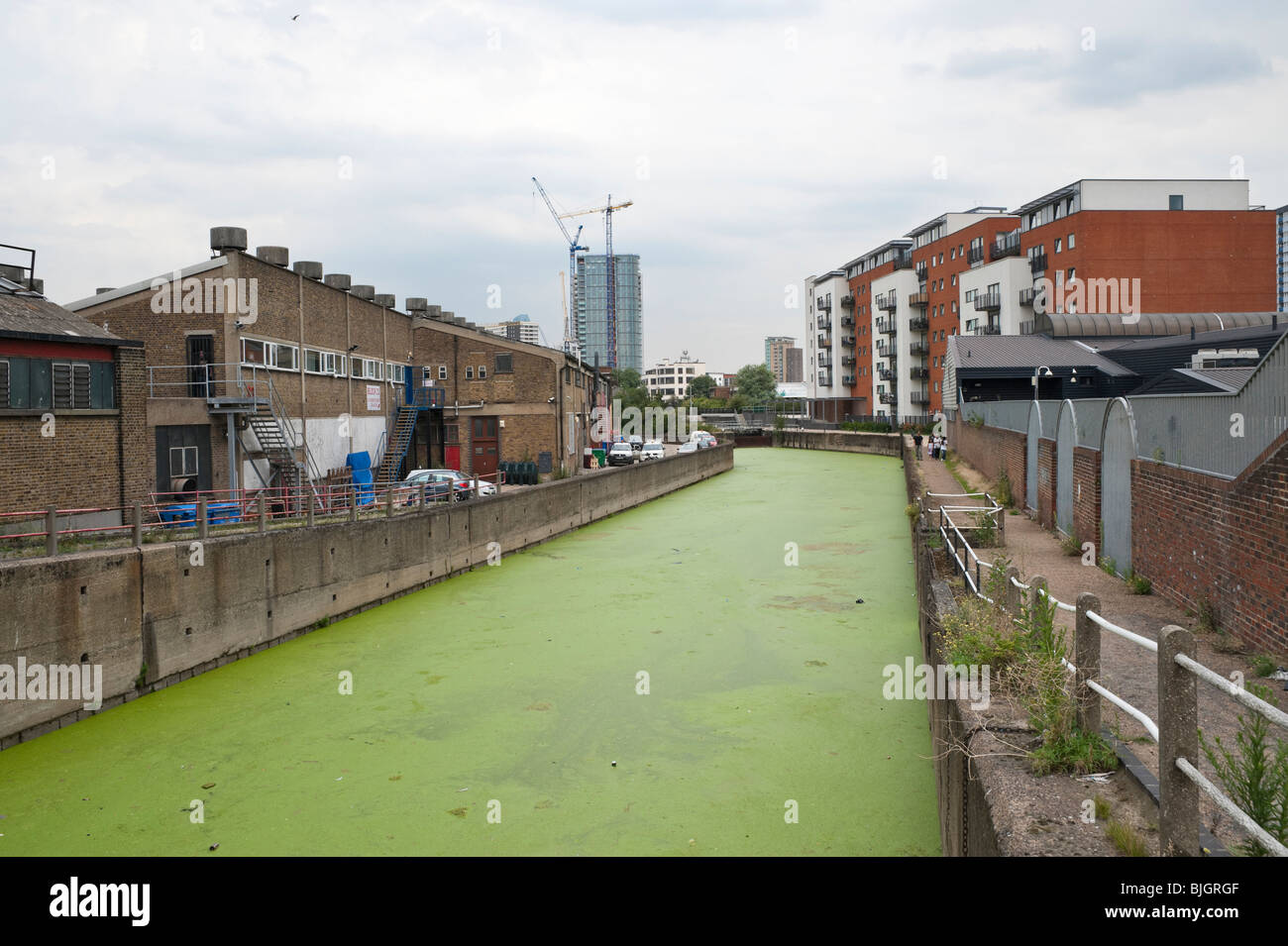 Growth turns the canal green as the Bow Back Rivers at Stratford are ...