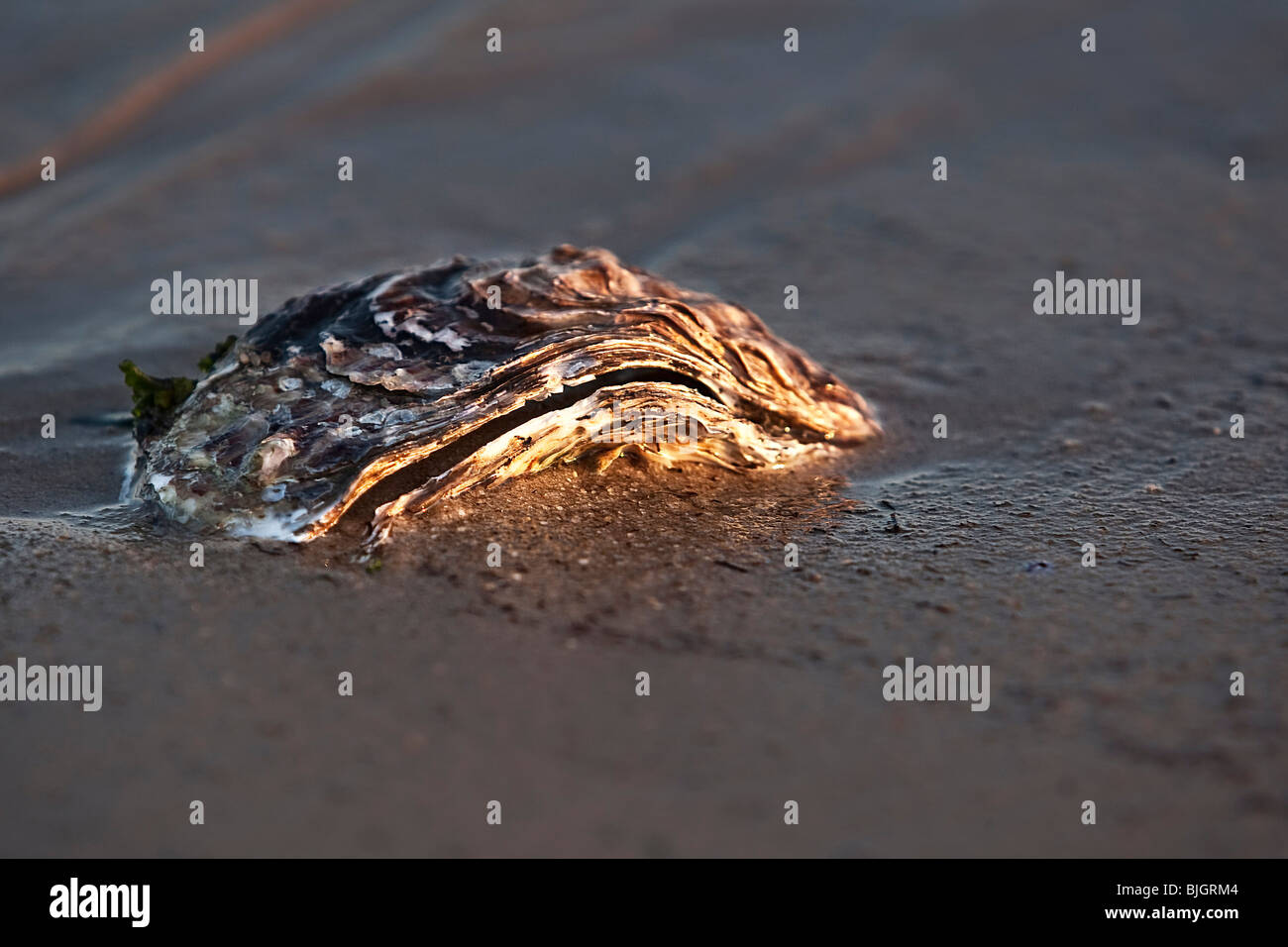 Oysters ostreidae hi-res stock photography and images - Alamy