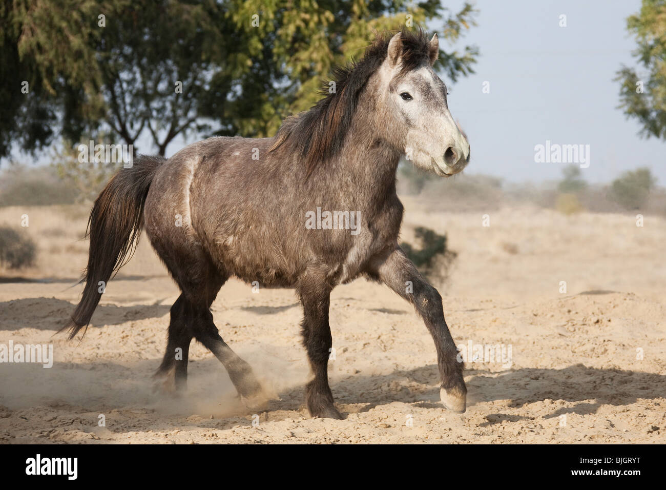 Zaniskari horse. Adult pony trotting in a paddock. India Stock Photo ...