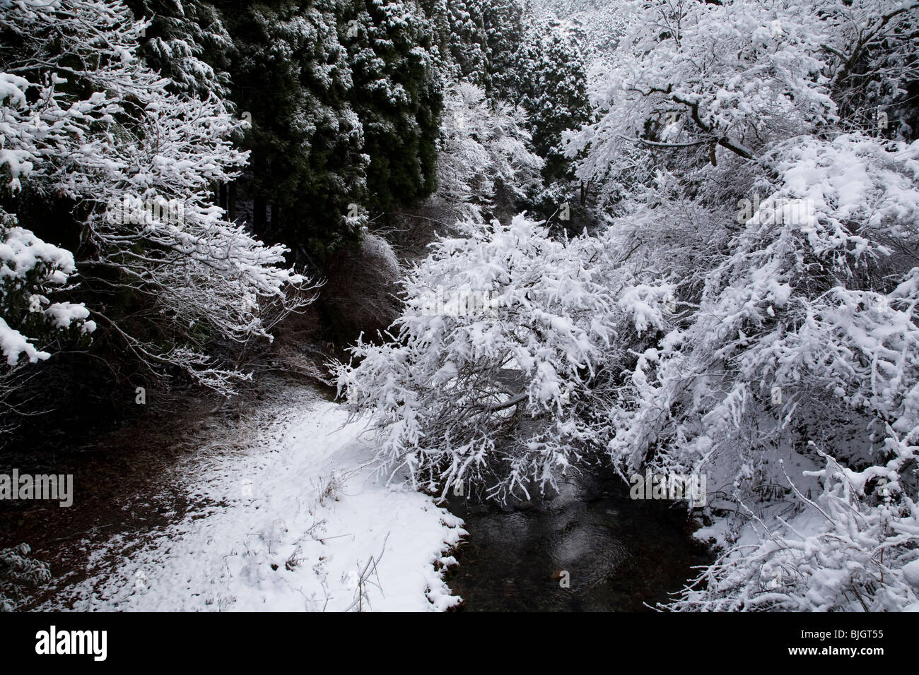 Snow covered trees surrounding a stream Stock Photo - Alamy