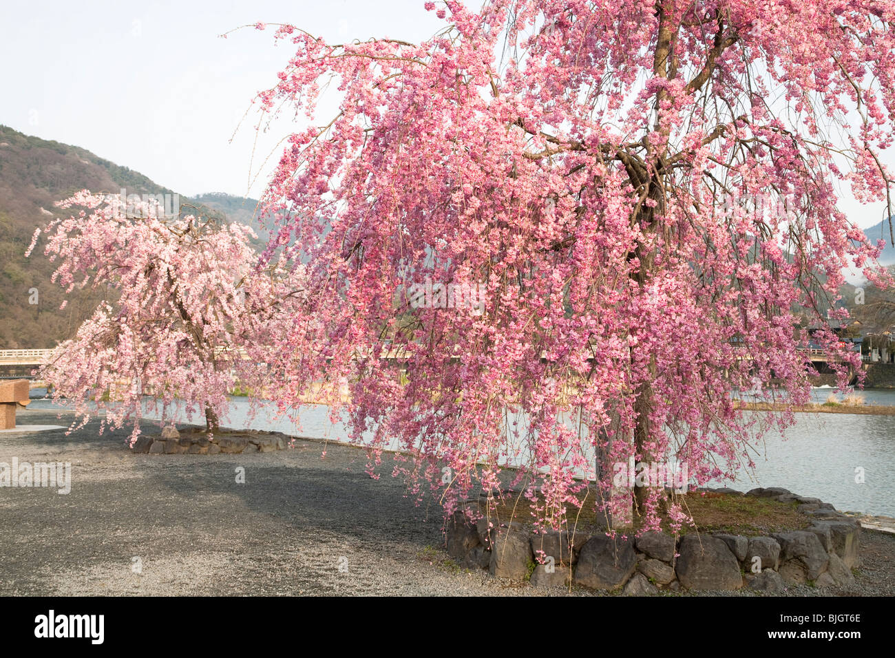Cherry trees growing by a river, Arashiyama, Kyoto, Japan Stock Photo ...