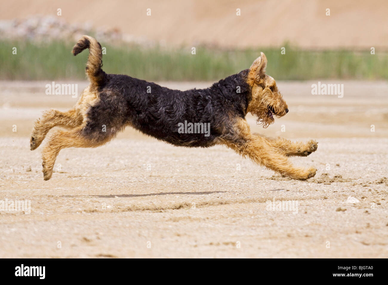 Airedale road hi-res stock photography and images - Alamy