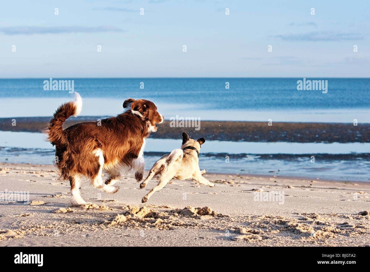 Dog running behind hi-res stock photography and images - Alamy