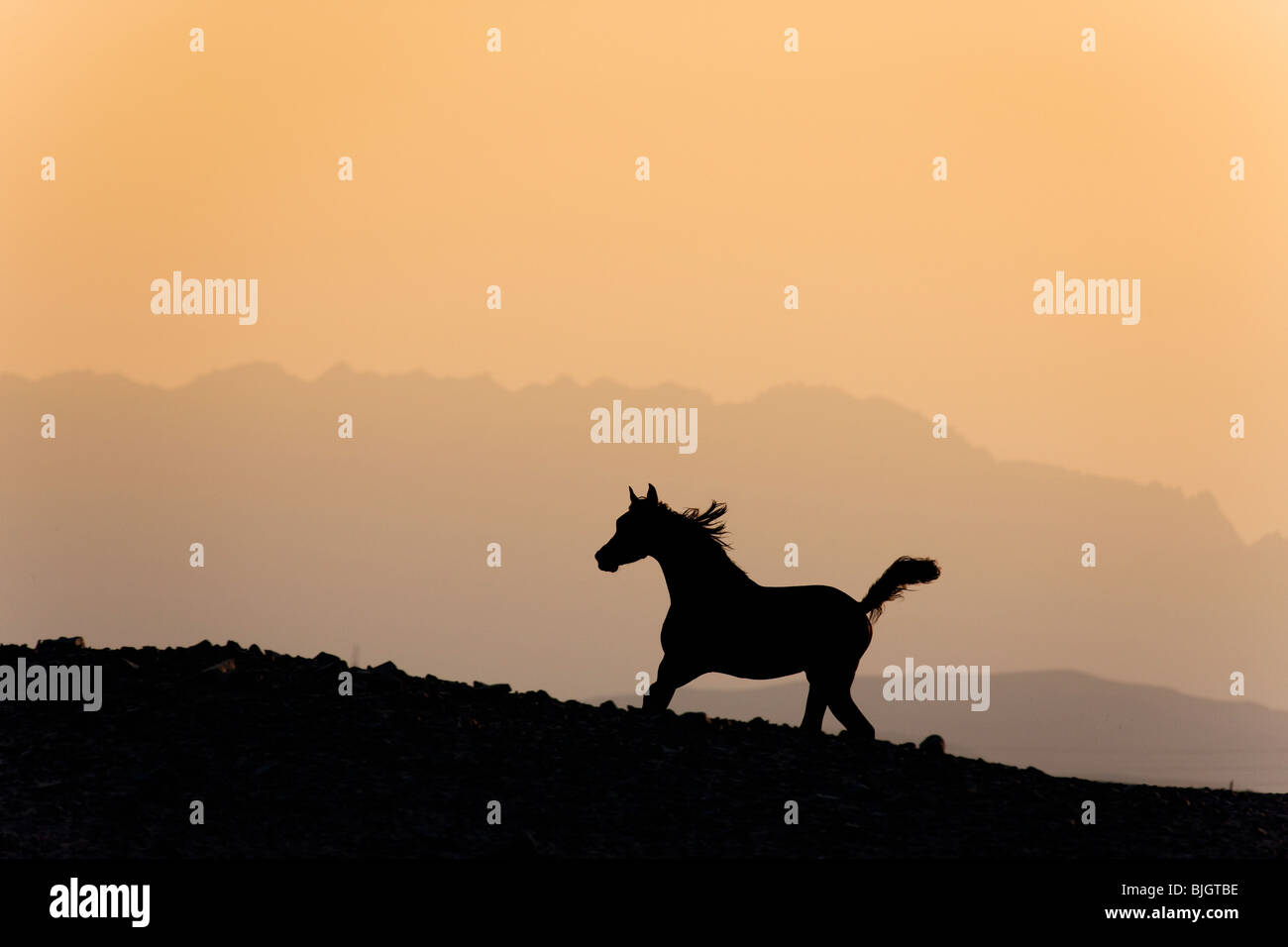 Weanling hi-res stock photography and images - Alamy