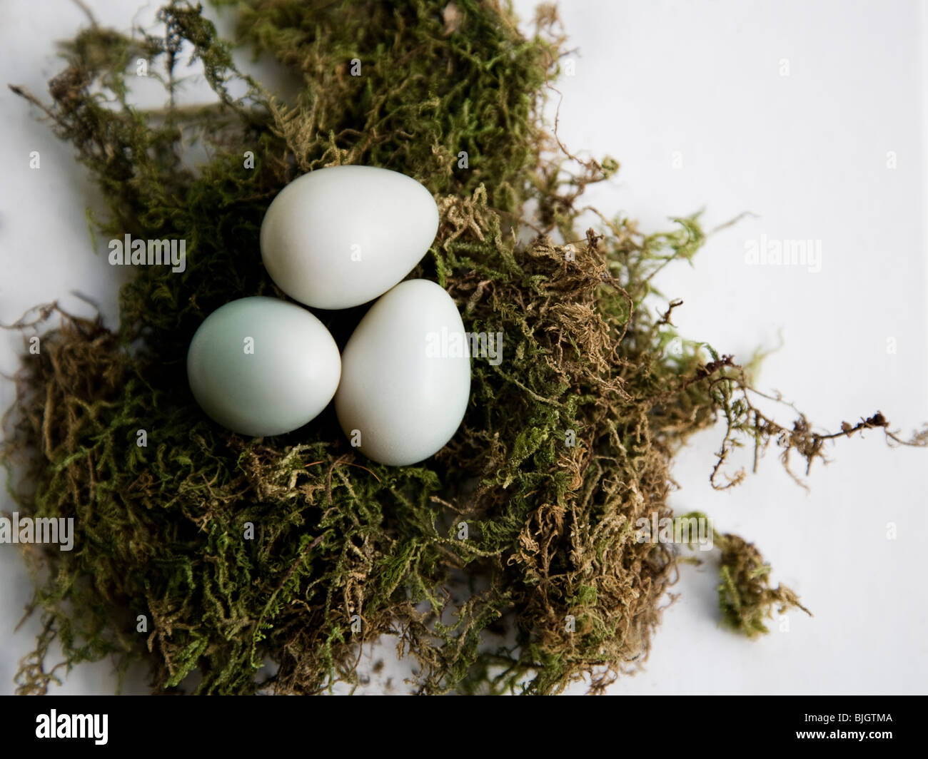 eggs in a nest Stock Photo - Alamy