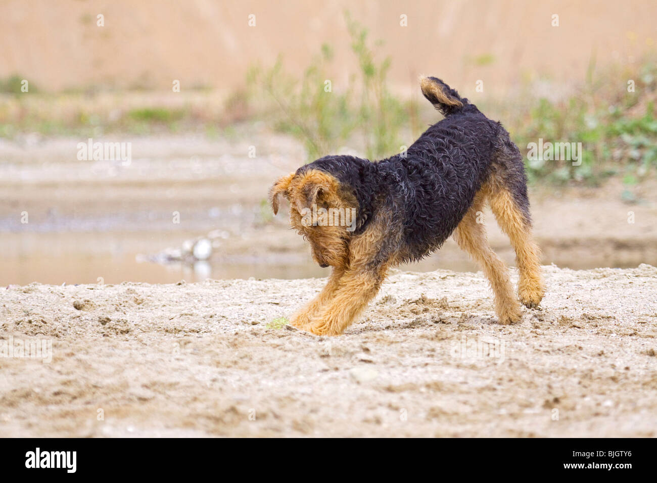 Terrier digging sand hi-res stock photography and images - Alamy