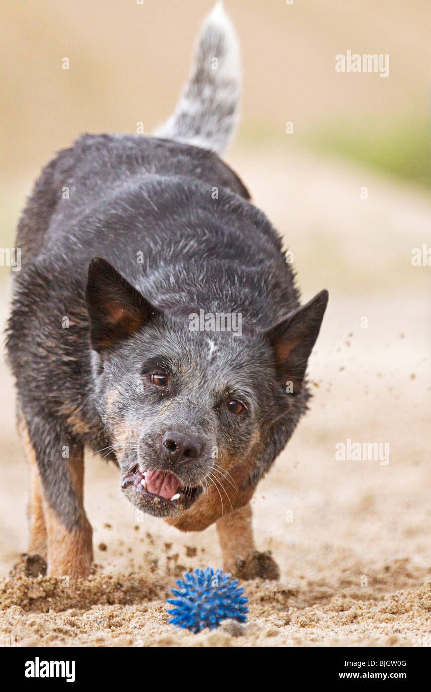 Australian Cattle dog playing ball Stock Photo - Alamy