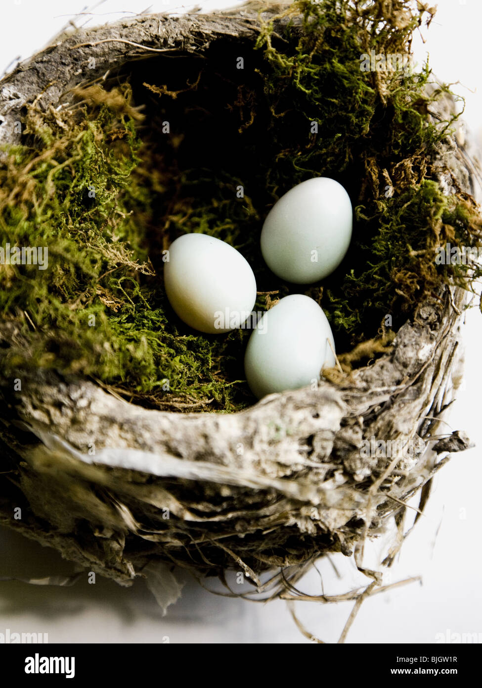 eggs in a nest Stock Photo - Alamy