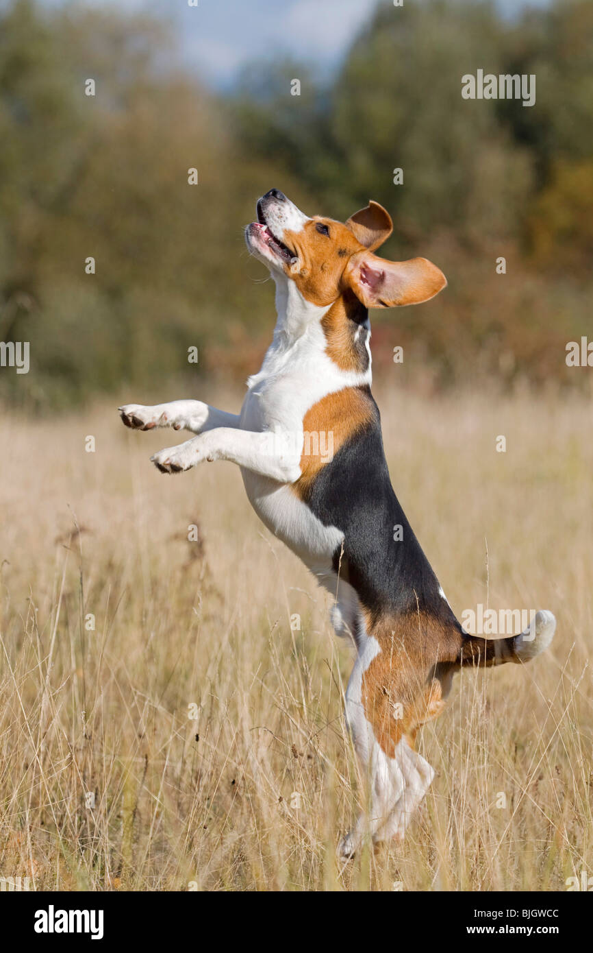 Beagle dog jumping meadow Stock Photo - Alamy