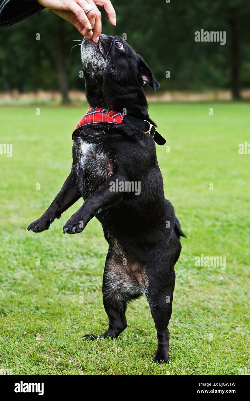 pug dog standing hindlegs getting treat Stock Photo - Alamy