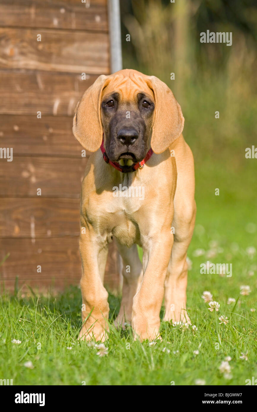 German boarhound hi-res stock photography and images - Alamy