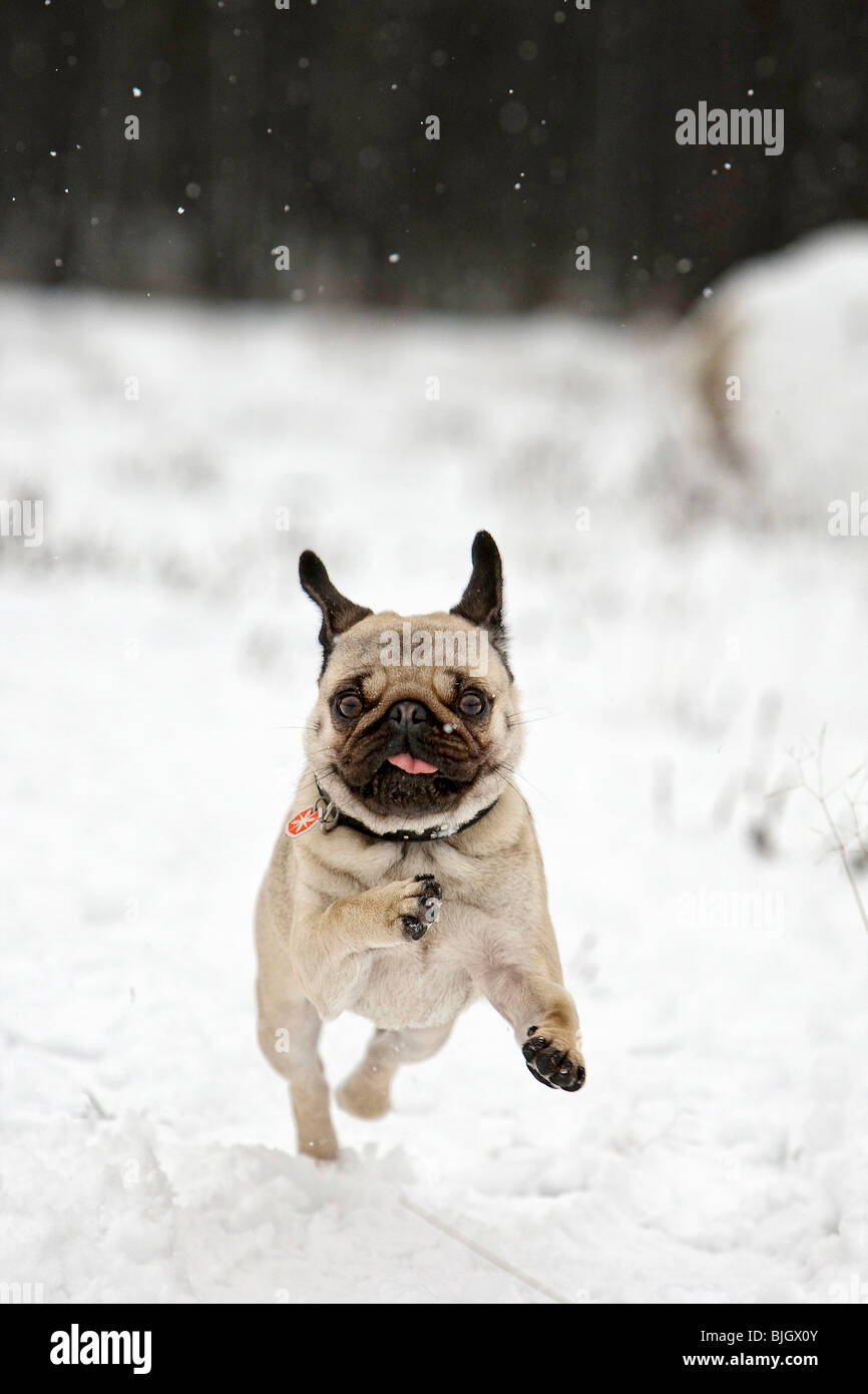 pug dog running snow Stock Photo - Alamy
