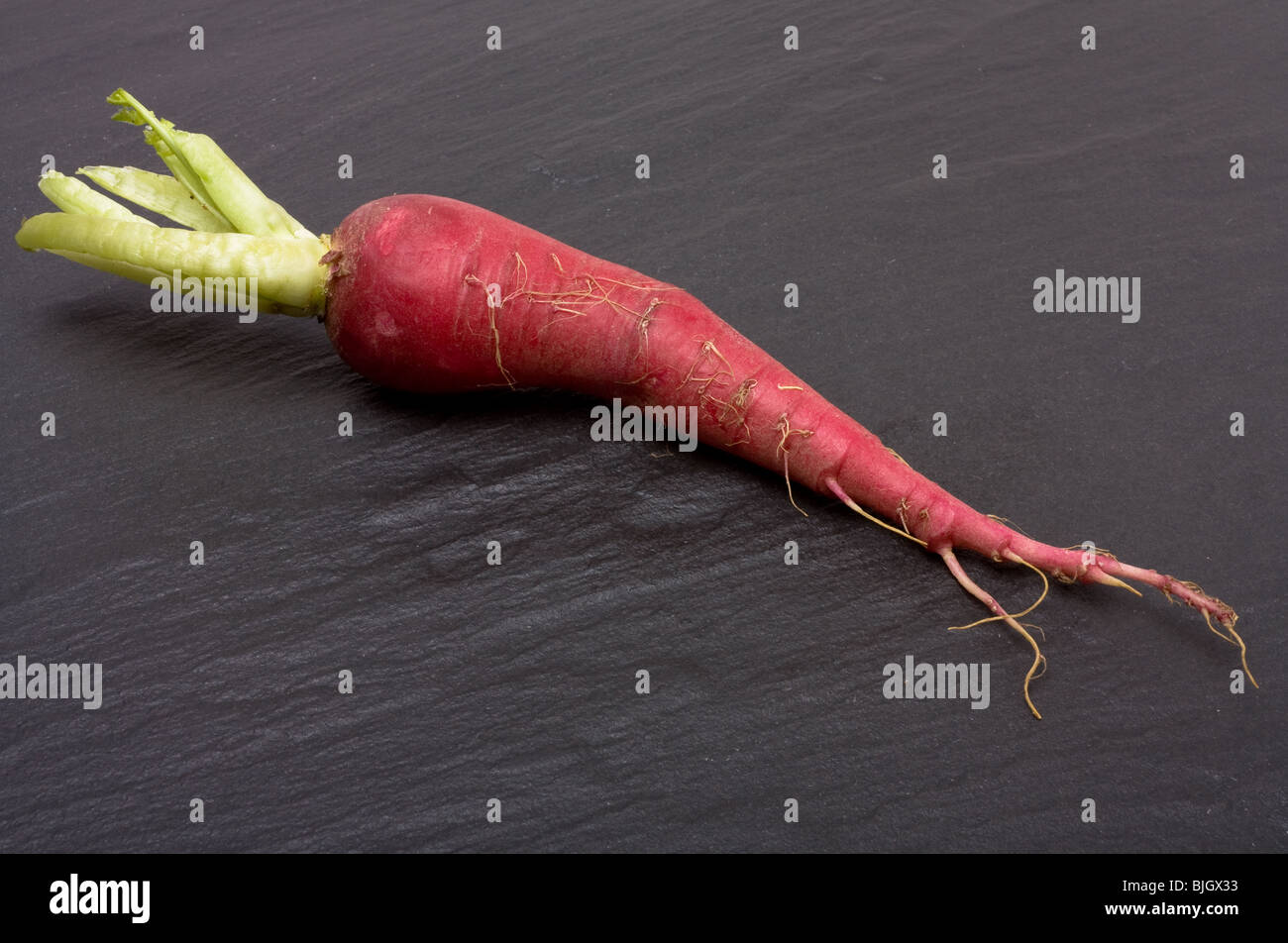 Vibrant Red mooli also known as Japanese radish on dark slate ...